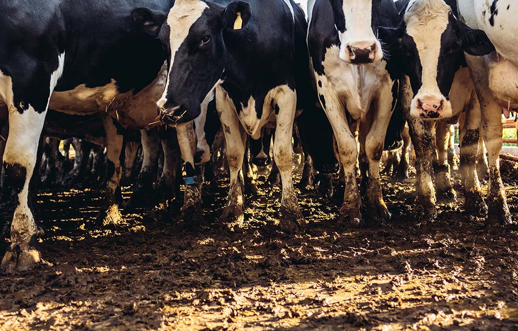 Effluent Treatment – Leo Group Ltd